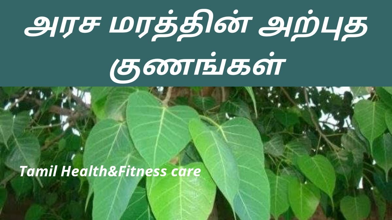 அரச மரத்தின் அற்புத குணங்கள்|arasa maram benifits in tamil - YouTube
