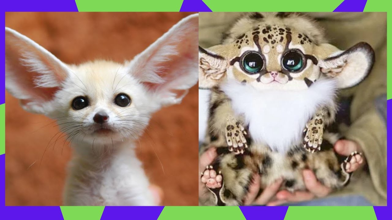 🦊THIS CUTE ANIMAL VIDEO WILL WARM YOUR HEART 100%[CUTE ANIMAL MOMENTS ...