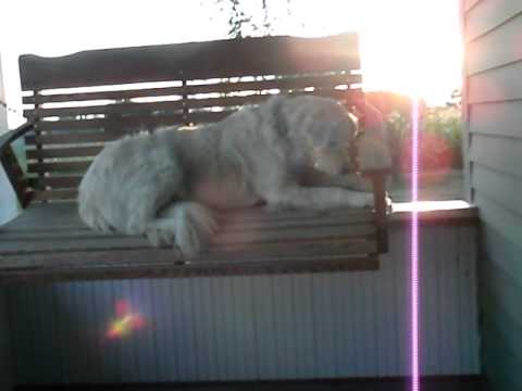 Perplexed Dog on swing - YouTube