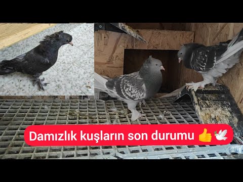 BALKONDAKİ DAMIZLIK VE GARAJDAKİ KUŞLARIMIZIN SON DURUMU - Taklacı güvercin oyunkuşu