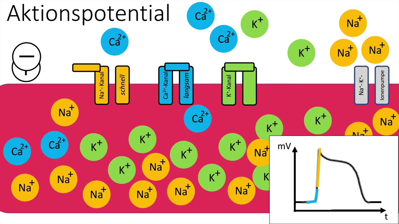 Aktionspotential im Arbeitsmyokard - YouTube