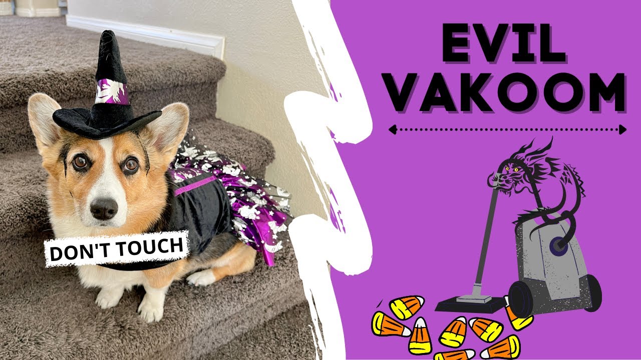 Corgi Faces EVIL Vacuum! #shorts #halloween - YouTube