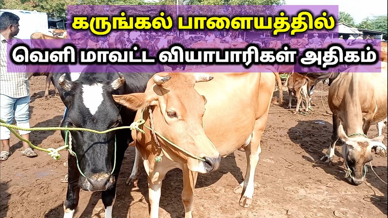 கருங்கல் பாளையம் கலப்பின மாட்டு சந்தையில் வெளி மாவட்ட வியாபாரிகள்/cow ...