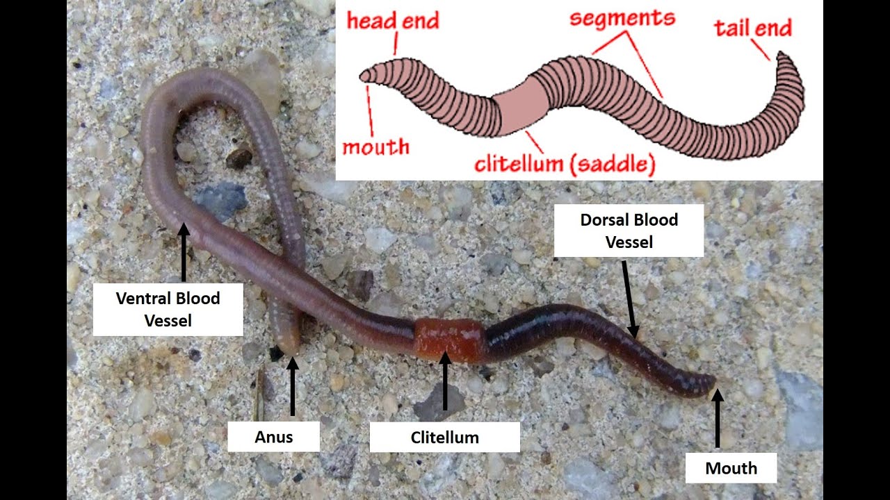 قطاع عرضي فى منطقة الامعاء لدودة الارض# T.S. in intestinal region of ...