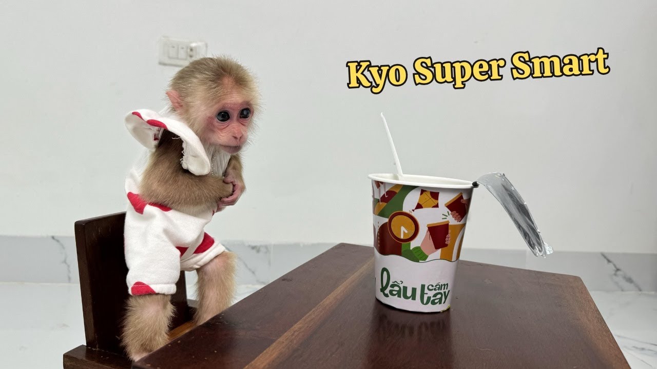 Monkey Kyo is so smart that Dad can't believe it! - YouTube