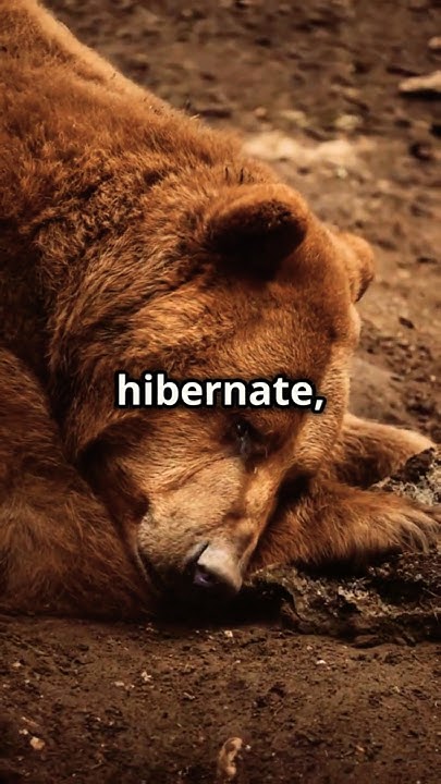 Why do some animals hibernate? - YouTube