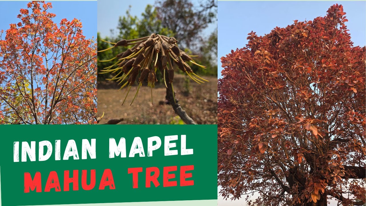 Why Amazing Mahua Tree called Indian Maple ? Mahua Tree | Maple Tree ...