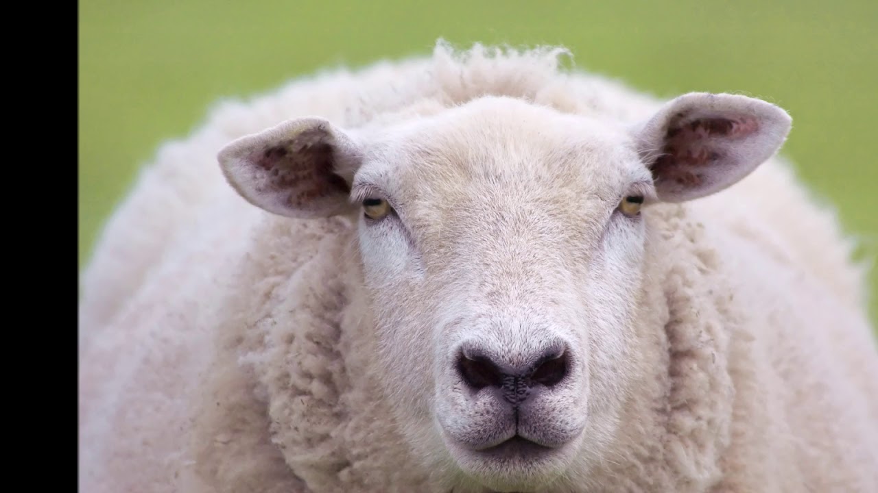 Gek schaap maakt erge geluiden! - YouTube
