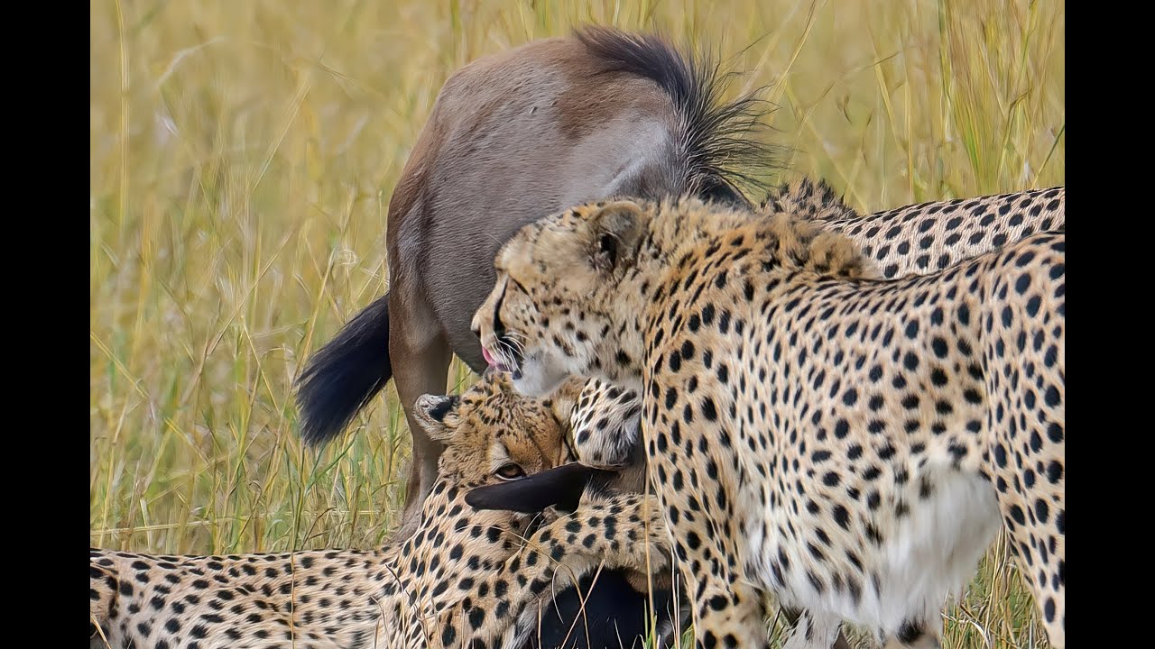 leopard feasting, lions playing, wildebeest migration and more animals ...