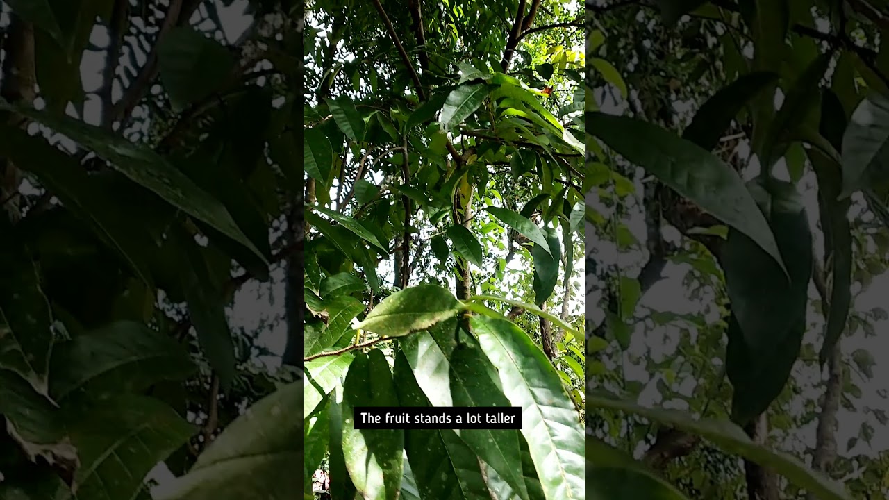 Sugar-Apple #Athakka #CustardApple - YouTube