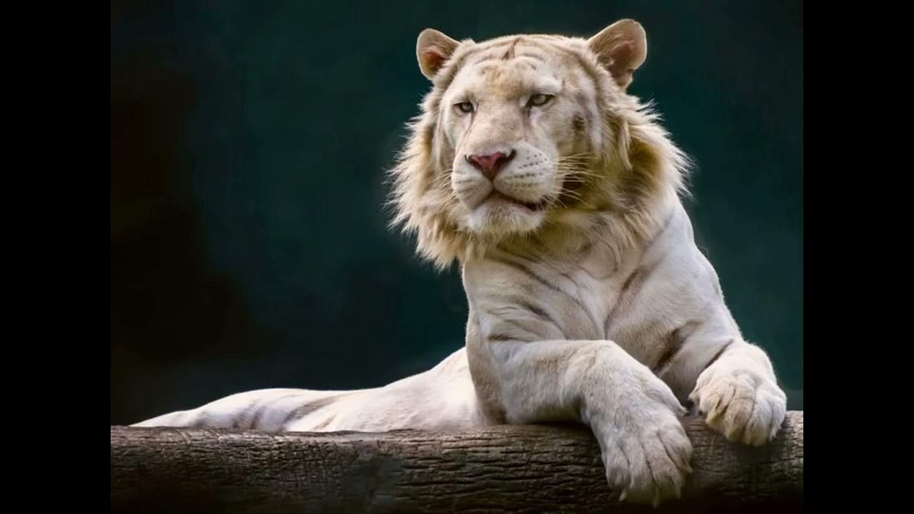 White Tigon Sound Effects 🐅 🔊 - YouTube