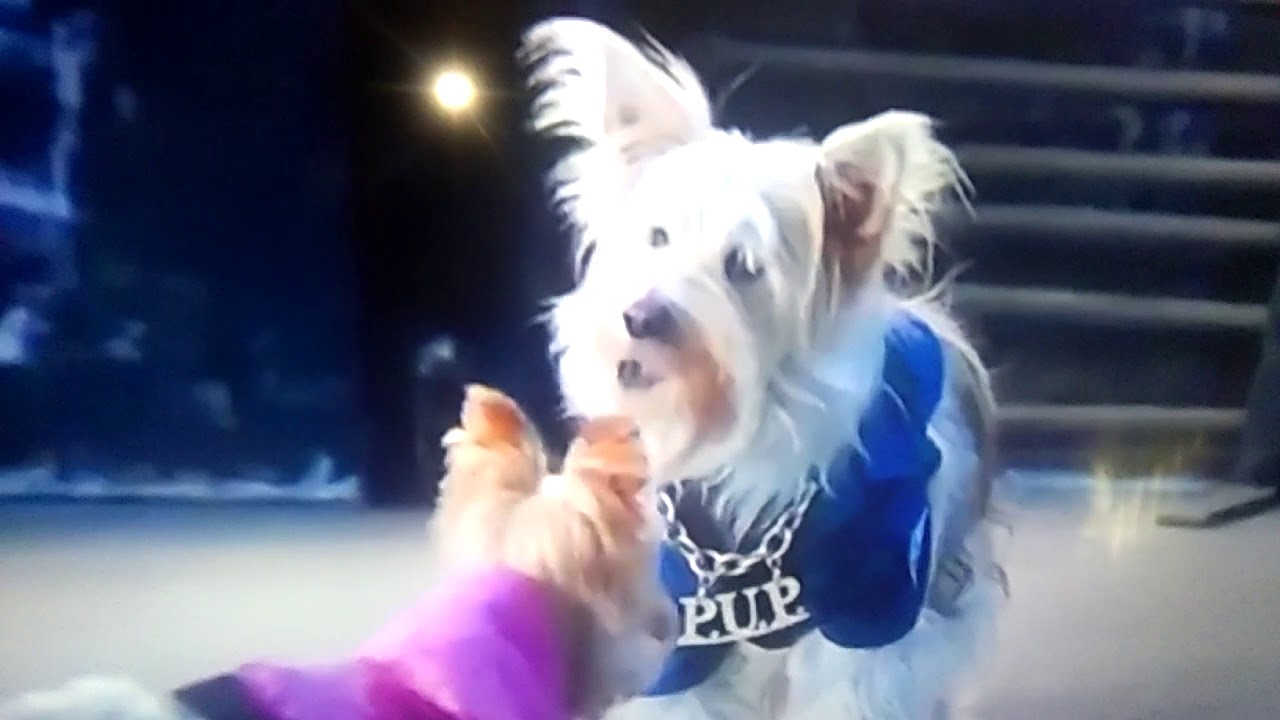 Pup star song - YouTube