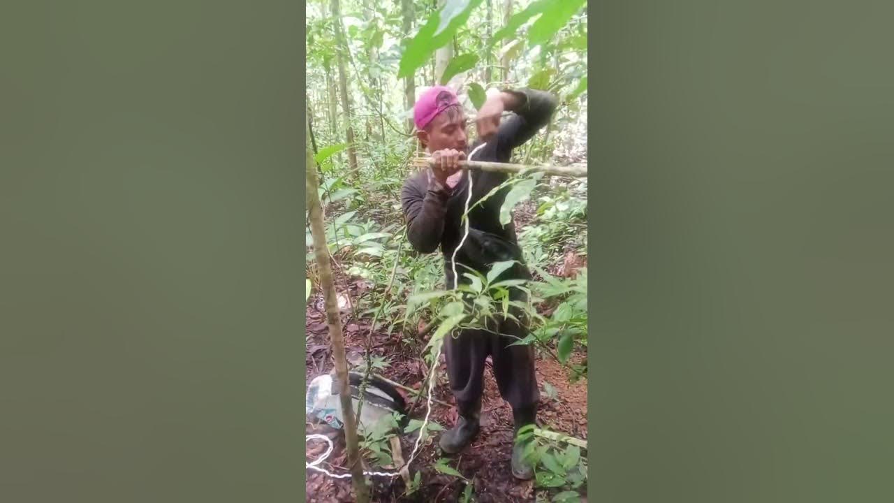 Cara memasang jerat babi hutan - YouTube
