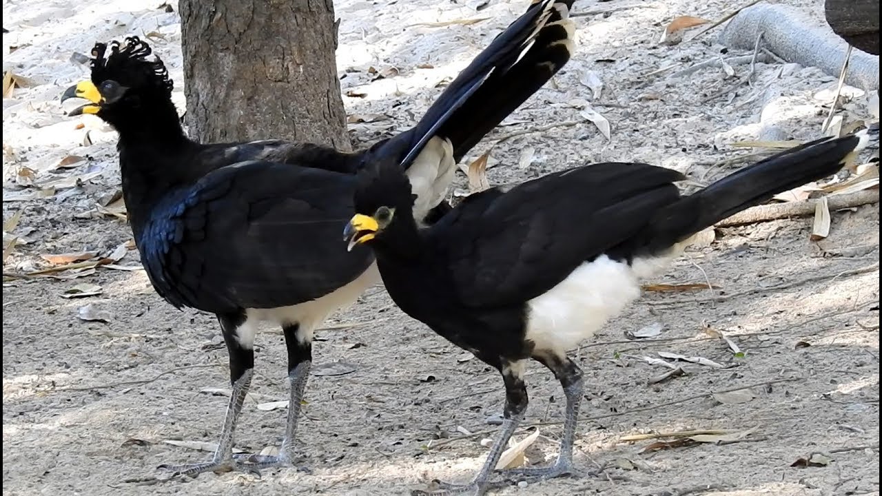 Mutum-de-penacho: Macho Livre na Natureza – Fauna Brasileira 🦜🌿Bare ...