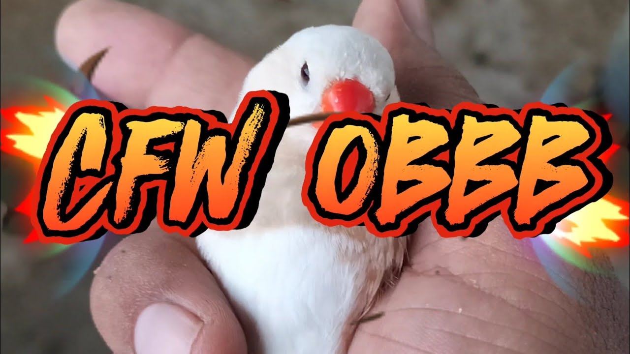 CFW Orange Zebra Finch | Rare Mutation #Australian #zebrafinches #viral ...