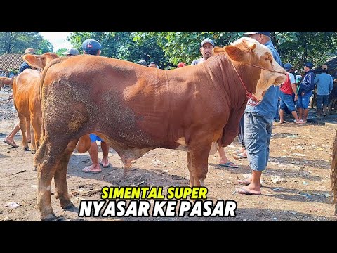 SIMENTAL SUPER DIJUAL DI PASAR DI MUSIM PMK - YouTube