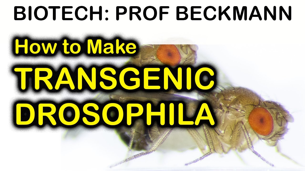 How to Make Transgenic Flies: Drosophila melanogaster from Bestgene Inc ...