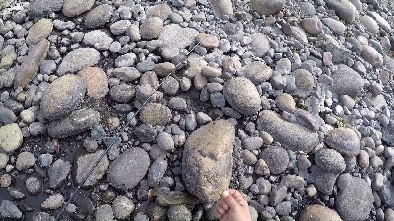 California Fishing for Rainbow Trout At The Lower Kings River (Part 2 ...