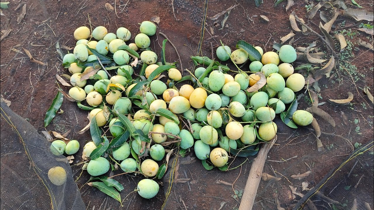 MANGGA TELUR BERBUAH LEBAT | MUSIM MANGGA TAHUN INI - YouTube