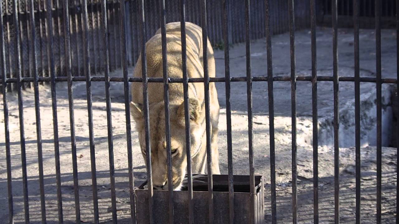 Lions at Zoo Radauti - YouTube