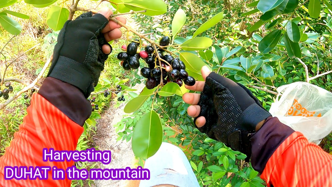 HARVESTING DUHAT in the mountain,Bulacan Philippines - YouTube