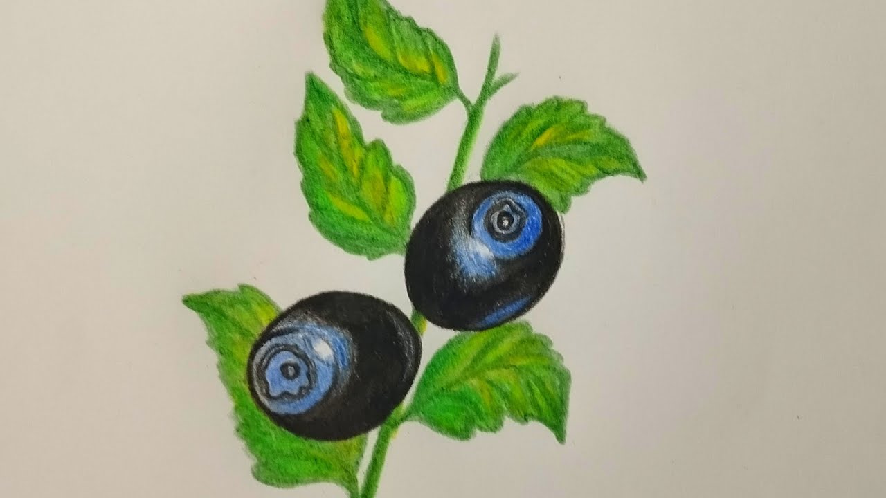 How to draw blackberry with colour pencil / blackberry drawing /fruits ...
