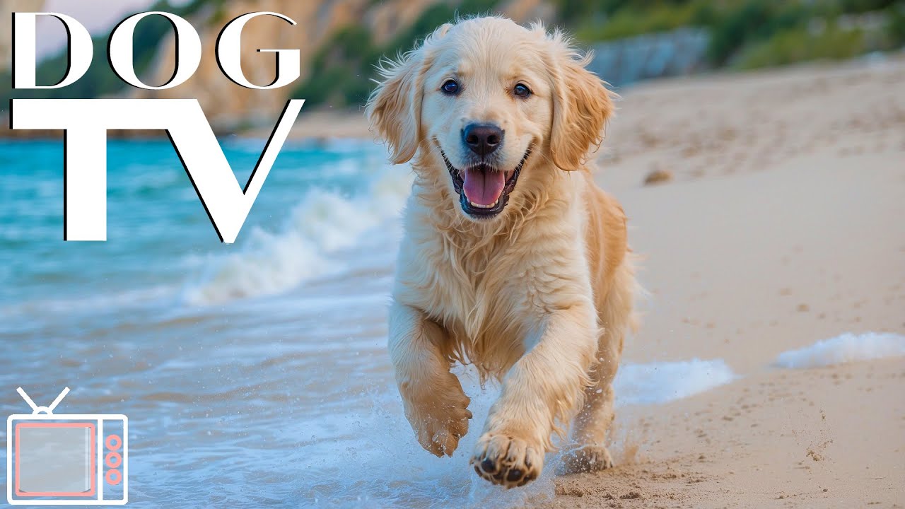 Dog TV: Ultimate Stress Relief for Dogs | Walks with Soothing Music for ...