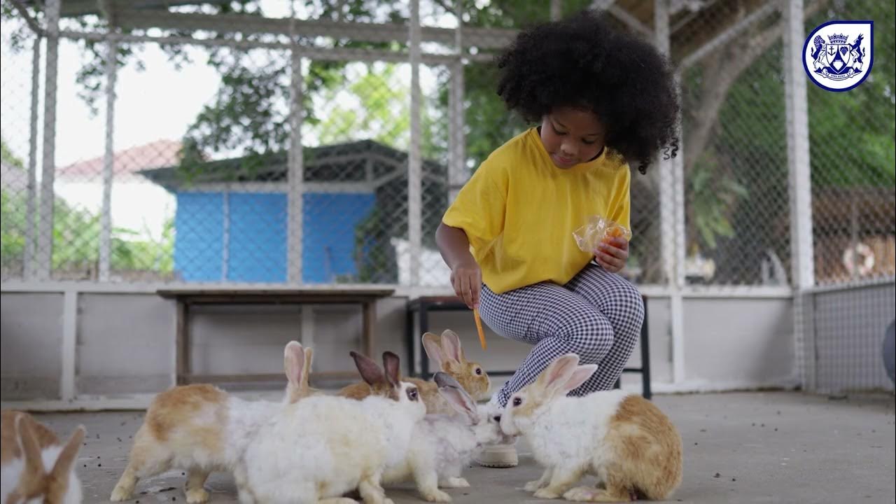 Veterinary Diseases: Rabbit Haemorrhagic Disease RHD - YouTube