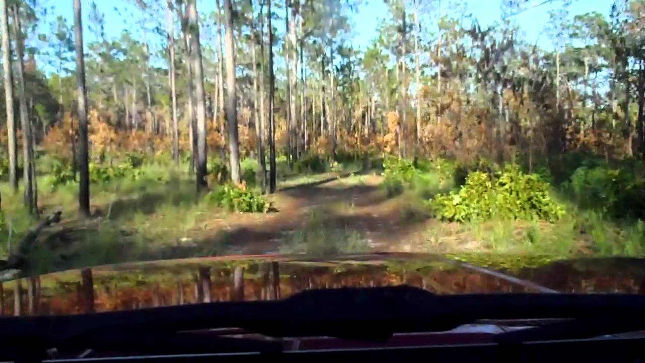 Withlacoochee State Forest Citrus Tract - YouTube