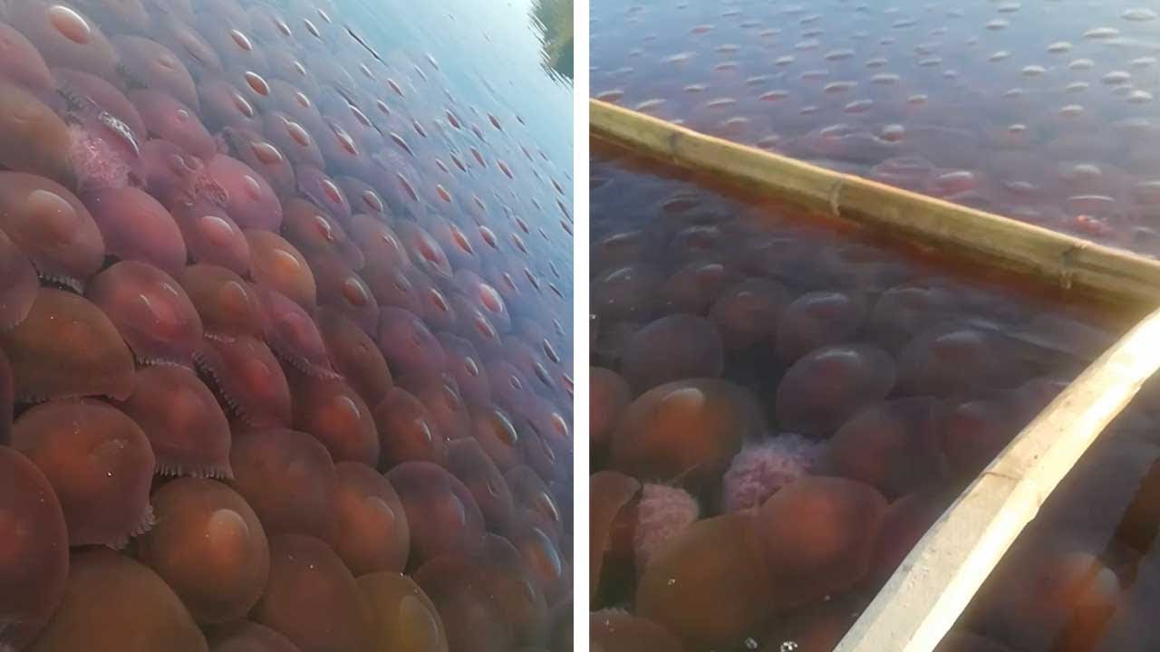 Mesmerising Bloom Of Jellyfish - YouTube