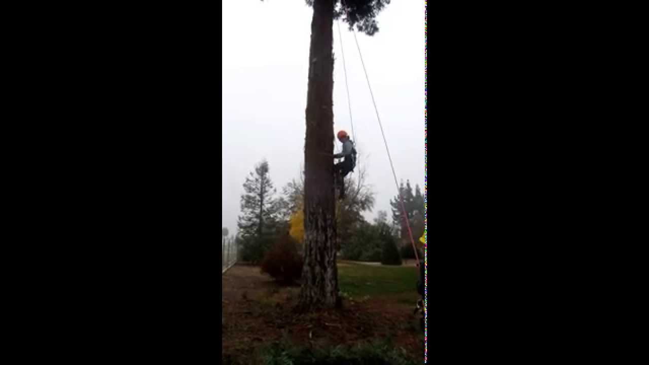 redwood tree climb - climbing spurs - YouTube