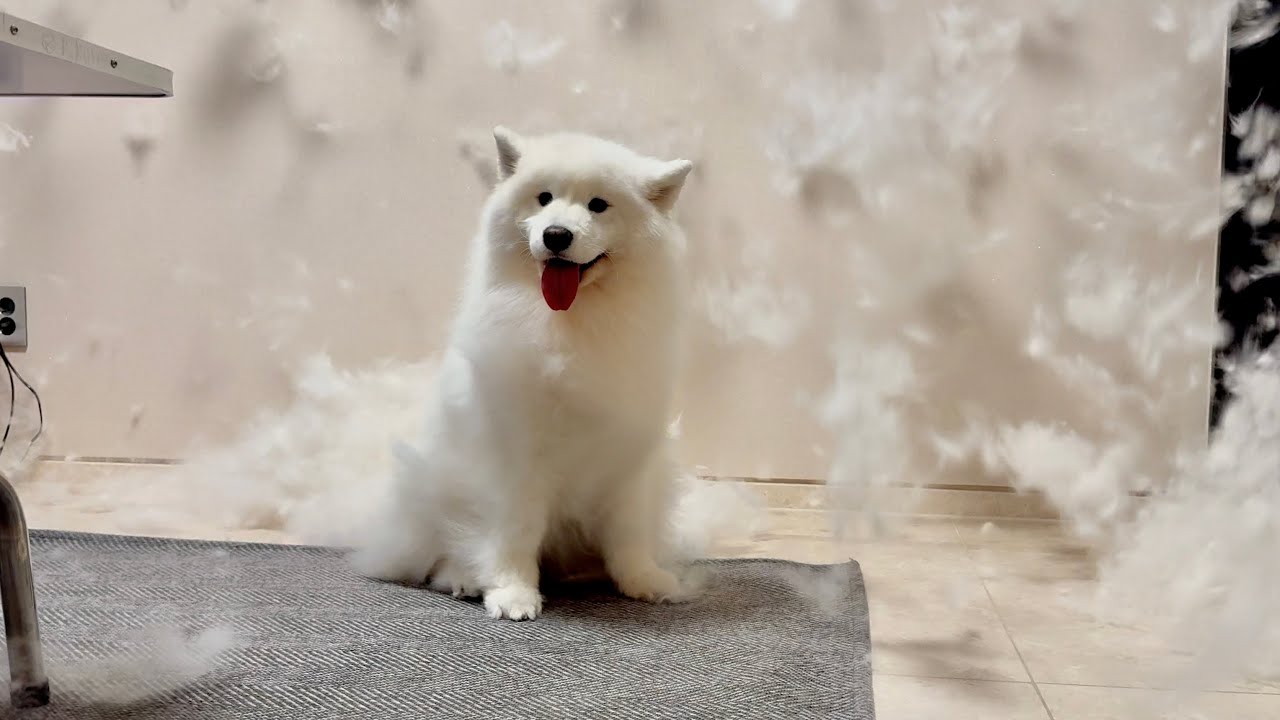 What the Fluff? (Samoyed brushing) - YouTube