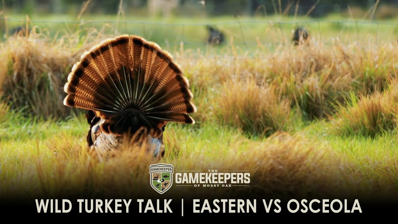 Wild Turkey Talk | Eastern vs Osceola - YouTube