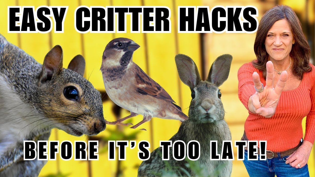 3 Genius Hacks to Stop Squirrels, Rabbits, Birds from Wrecking Your ...
