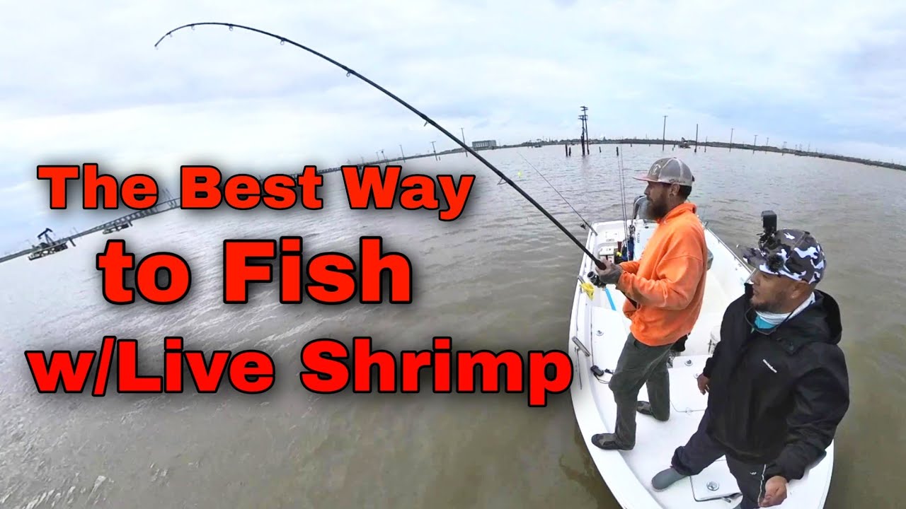 The Best Way to Fish with Live Shrimp - YouTube