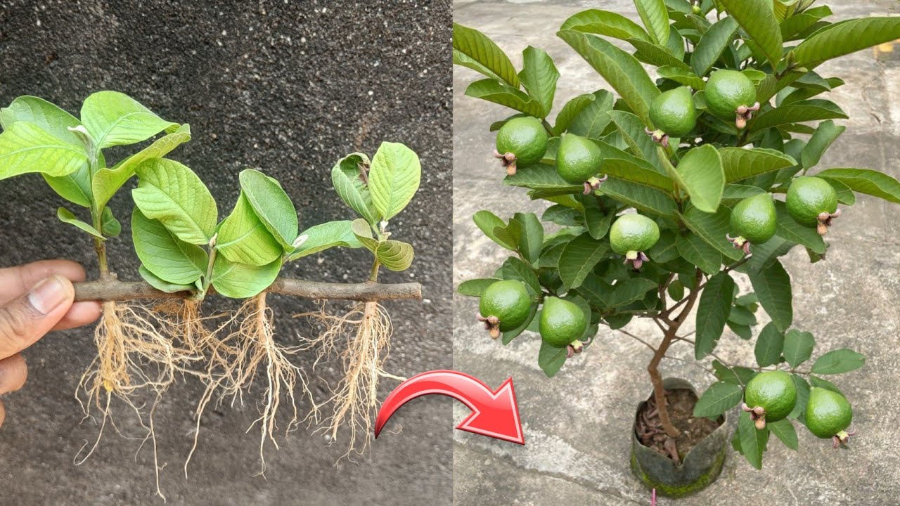 Unique Techniques How To Grow Guava Tree From Cutting | How To ...