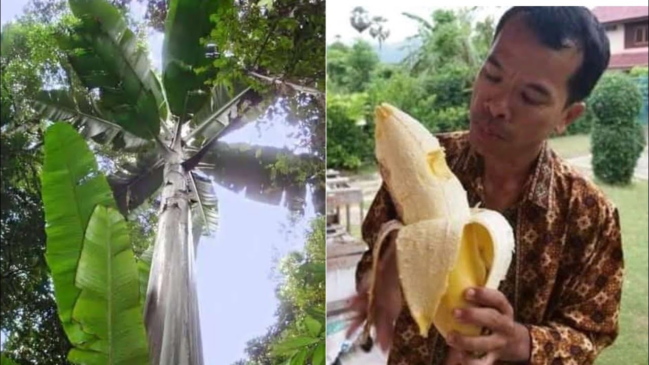 le plus grand bananier du monde, découvert en Afrique - YouTube