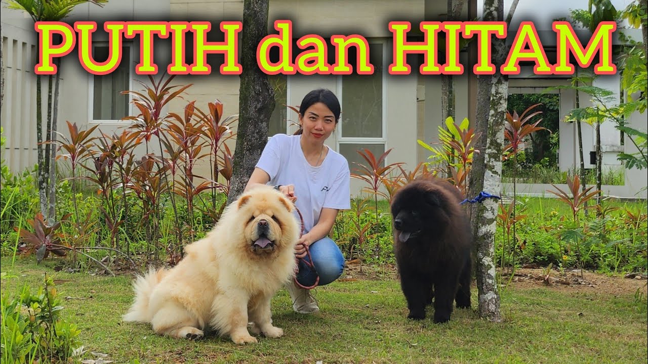 cici cantik bersama si anjing hitam dan putih | cewek sombong dan crazy ...