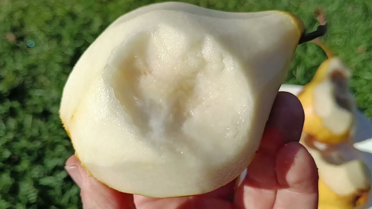 Сорт груши Просто Мария, Брянская красавица, Памяти Яковлева. Обзор в ...