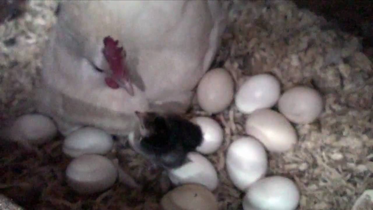 Spring chicken, just hatched! - YouTube