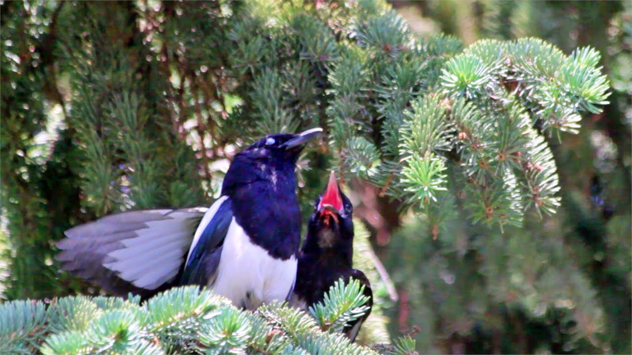 Calgary Magpies 2 - YouTube