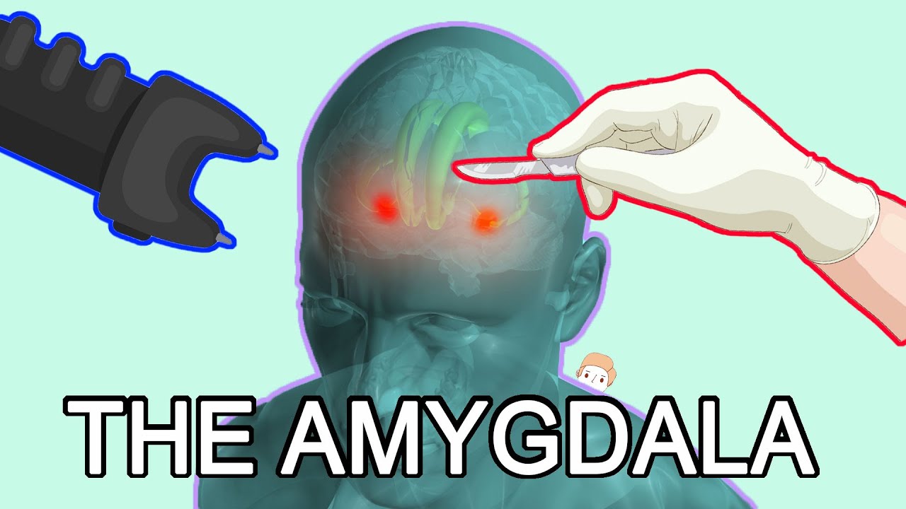 The Amygdala: Fear, Anxiety and Aggression - YouTube