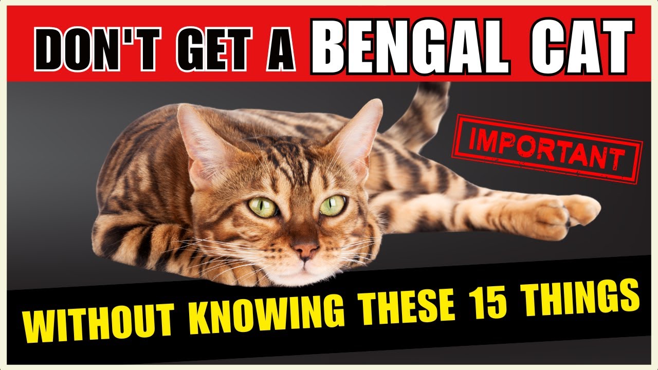 15 Things To Know BEFORE OWNING A Bengal Cat - YouTube