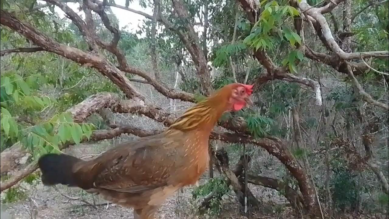 suab poj qaib tsauj zoo heev 02 - YouTube