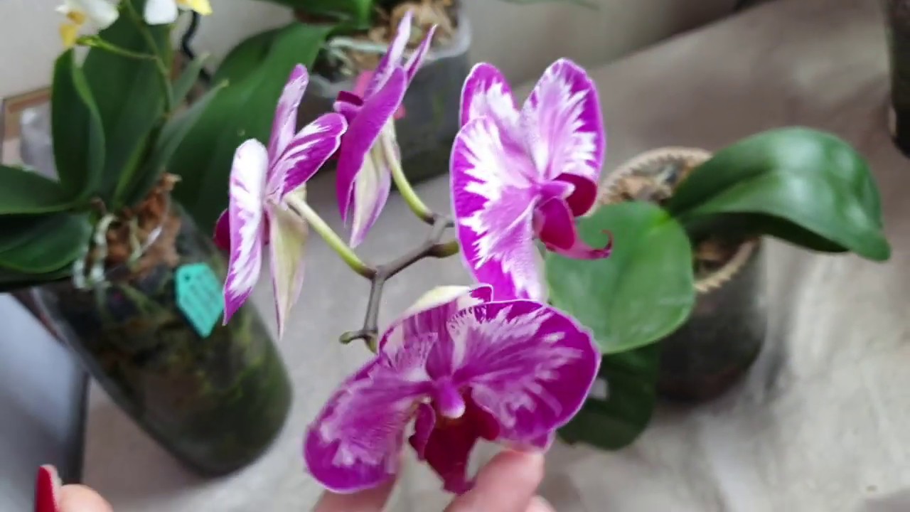 Обзор цветения. Phal. Juih Bao Red Rose и Phal. Mituo King - YouTube