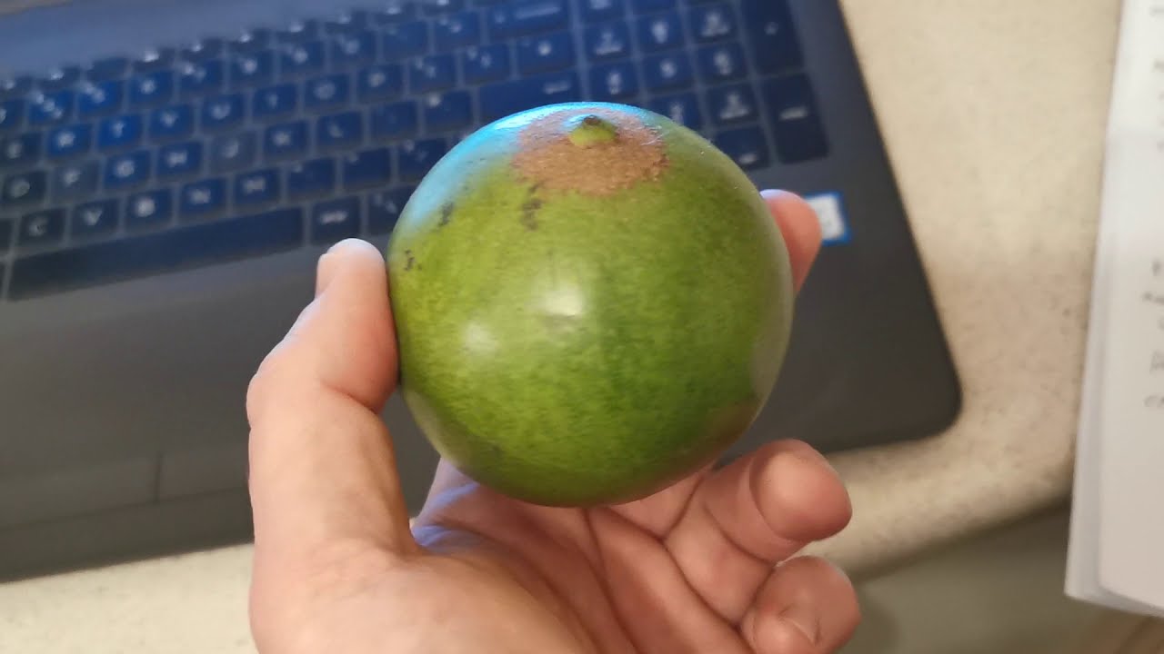 Lucuma or Egg Fruit (Pouteria lucuma), the fruit tasting like a ...