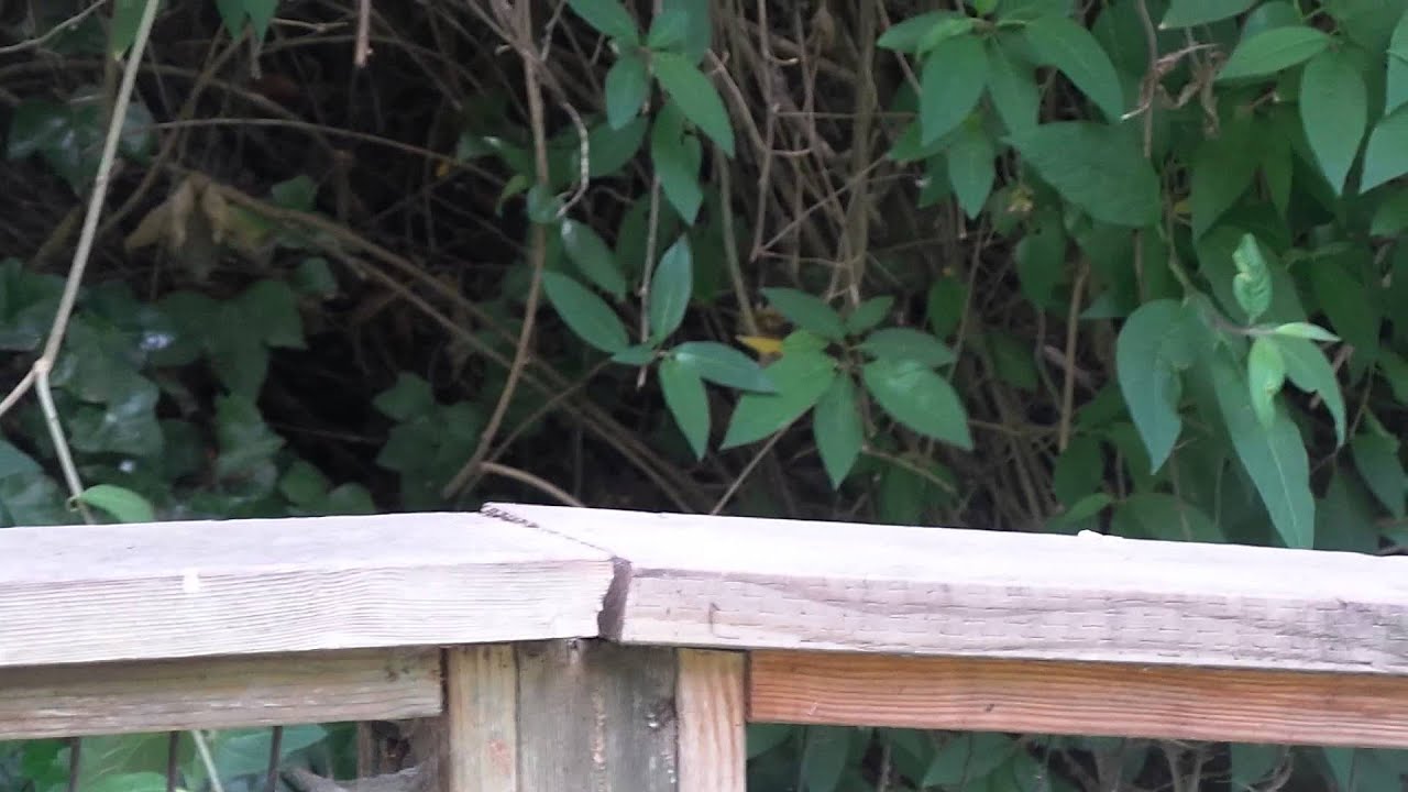 Junco with Nesting Material - YouTube