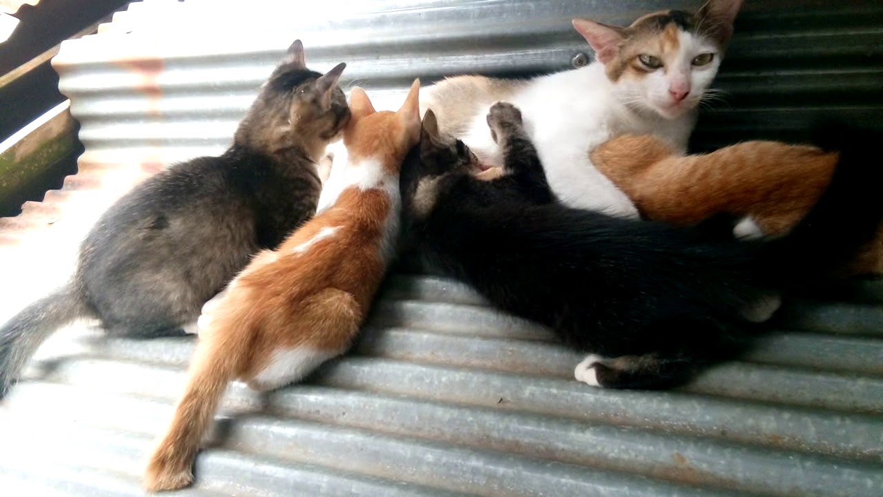 four brother cat & uma Acut - YouTube