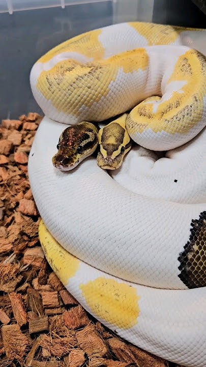 Two Headed snakes! Our pied ball pythons snuggling one another # ...