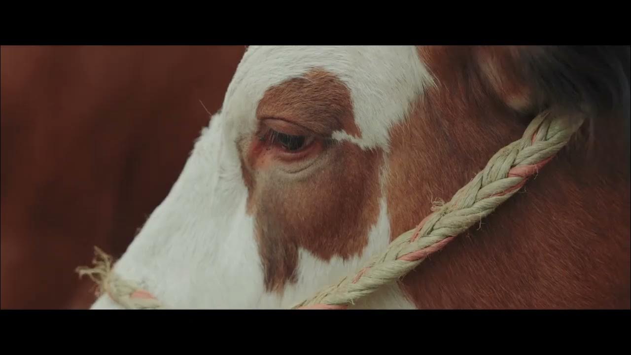 Trailer: 3a Mostra Bovina Provinciale - Razza Bruna e Pezzata Rossa ...